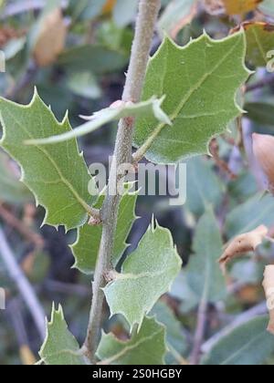 interior live oak (Quercus wislizeni) Plantae Stock Photo - Alamy