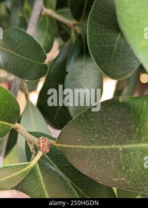 live oak kermes (Allokermes cueroensis Stock Photo - Alamy