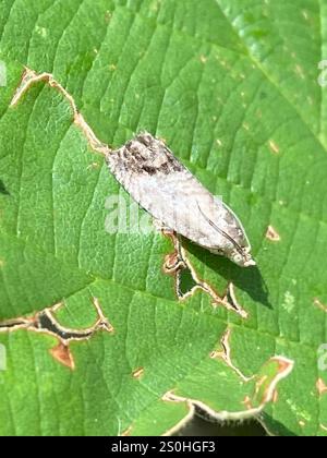 Gorse Pod Moth (Cydia succedana Stock Photo - Alamy