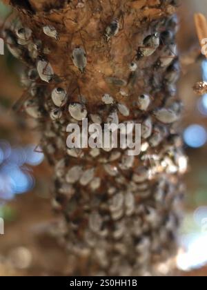 Giant Conifer Aphids (Cinara Stock Photo - Alamy