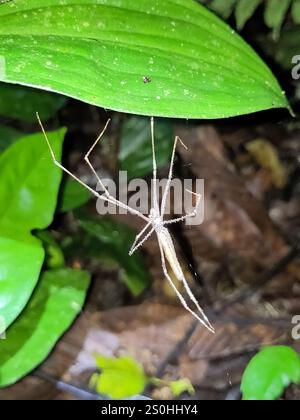 American Ogre-faced Spiders (Deinopis Stock Photo - Alamy