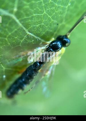 Diamondback Moth Parasitoid Wasp (Diadegma semiclausum Stock Photo - Alamy