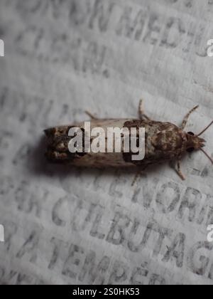 Eye-spotted Bud Moth (Spilonota ocellana Stock Photo - Alamy