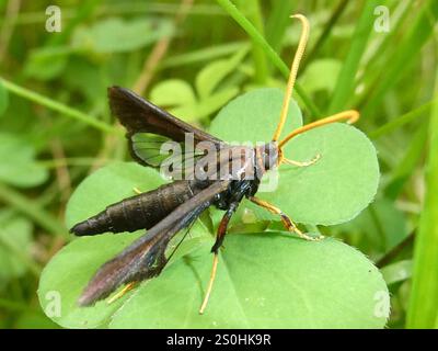 Clematis Clearwing Moth (Alcathoe caudata Stock Photo - Alamy