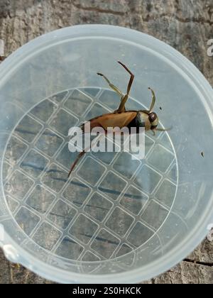 Eurasian Greater Water Boatman (Notonecta glauca Stock Photo - Alamy