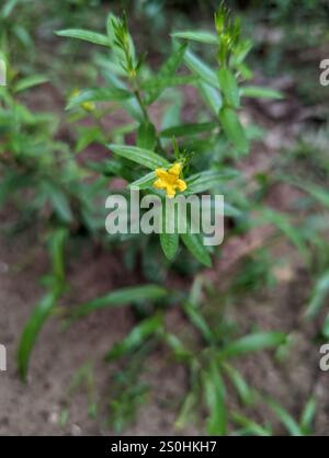 manyflowered gromwell (Lithospermum multiflorum Stock Photo - Alamy