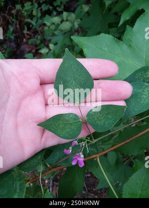 Thicket Bean (Phaseolus polystachios Stock Photo - Alamy