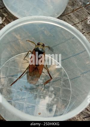 Eurasian Greater Water Boatman (Notonecta glauca Stock Photo - Alamy