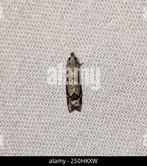 Red-striped Needleworm Moth (Epinotia radicana Stock Photo - Alamy