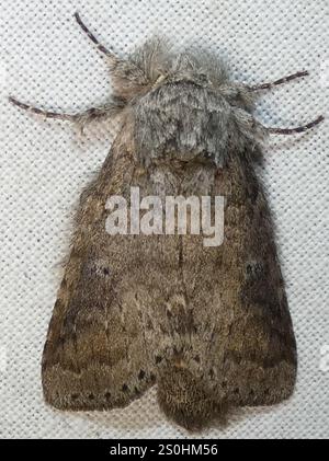 Variable Oakleaf Caterpillar Moth (Lochmaeus manteo Stock Photo - Alamy
