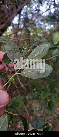 Rusty Willow (Salix atrocinerea Stock Photo - Alamy