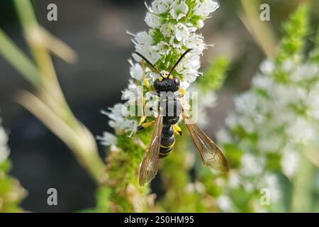 Typical Weevil Wasps and Allies (Cerceris), Insecta, Thompson-Nicola ...