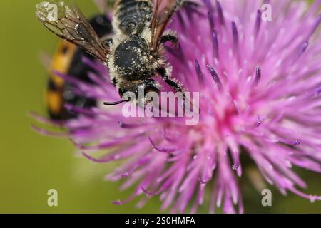 Woodborer Bees (Lithurgus Stock Photo - Alamy