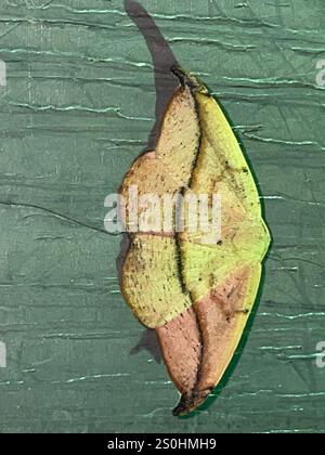 Juniper Geometer Moth (Patalene olyzonaria Stock Photo - Alamy