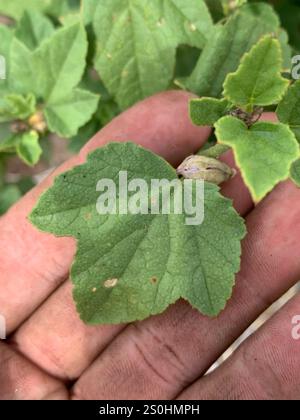 Baker's globe mallow (Iliamna bakeri Stock Photo - Alamy