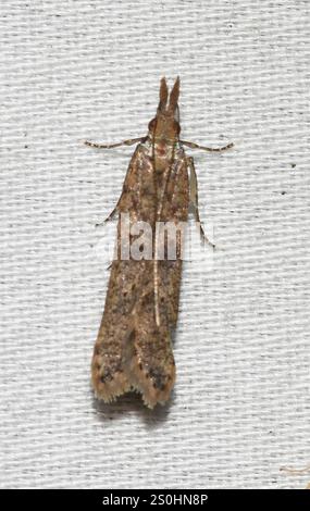 Palmerworm Moth (Dichomeris ligulella Stock Photo - Alamy