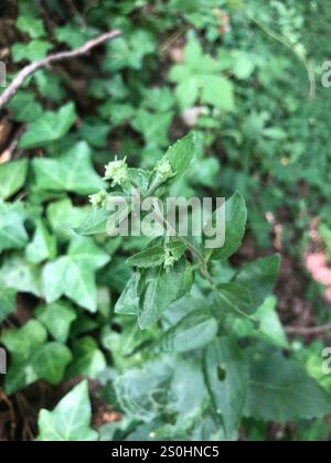 smaller white snakeroot (Ageratina aromatica) Plantae Stock Photo - Alamy