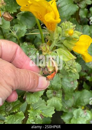 magnificent seep monkeyflower (Erythranthe grandis Stock Photo - Alamy