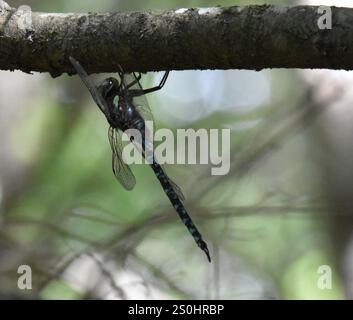 Canada Darner (Aeshna canadensis Stock Photo - Alamy