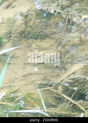 Typical Killifishes (Fundulus Stock Photo - Alamy