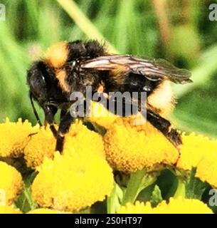 Bohemian Cuckoo Bumble bee (Bombus bohemicus Stock Photo - Alamy