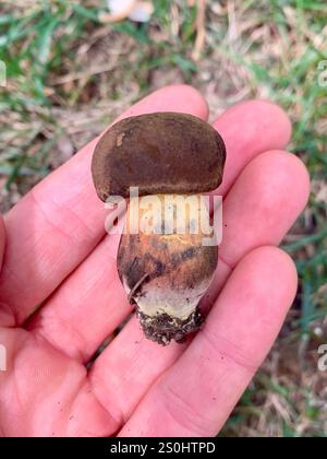 two-colored bolete (Baorangia bicolor Stock Photo - Alamy