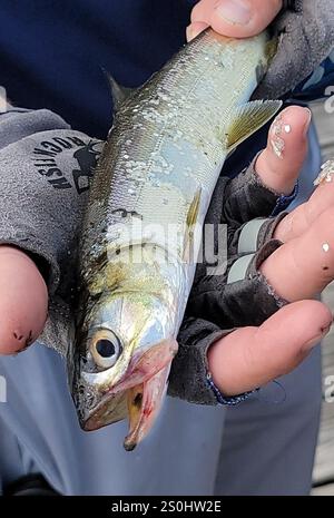 Ladyfish (Elops saurus Stock Photo - Alamy