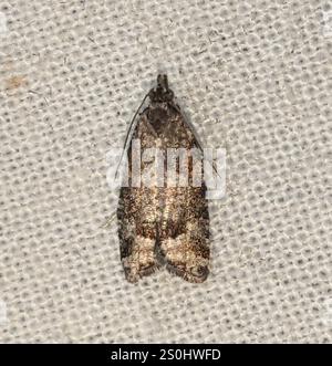 Red-striped Needleworm Moth (Epinotia radicana Stock Photo - Alamy