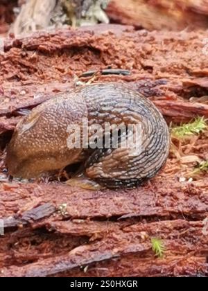 Northern Dusky Slug (Arion fuscus), Mollusca, Ballenstedt, Germany ...
