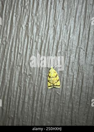 Red-edged Acleris Moth (Acleris albicomana Stock Photo - Alamy