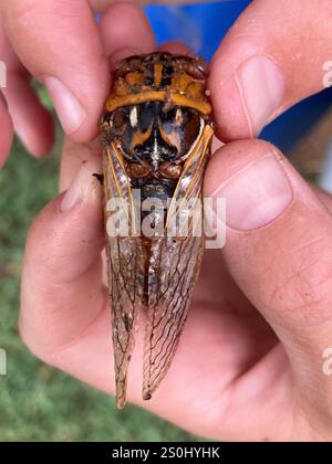 Bush Cicada (Megatibicen dorsatus Stock Photo - Alamy