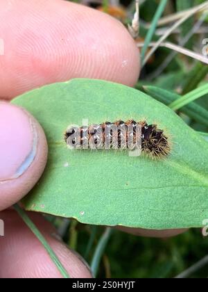 Smeared Dagger (Acronicta oblinita Stock Photo - Alamy