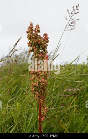Arctic Dock (Rumex arcticus Stock Photo - Alamy