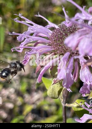Orange-tipped Wood-digger (Anthophora terminalis Stock Photo - Alamy