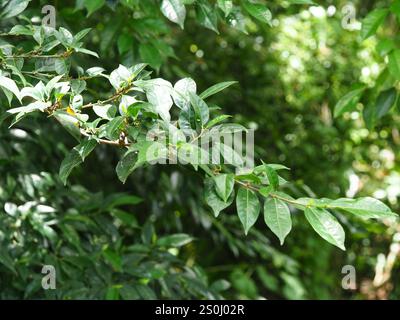 King's Fig (Ficus ampelos Stock Photo - Alamy