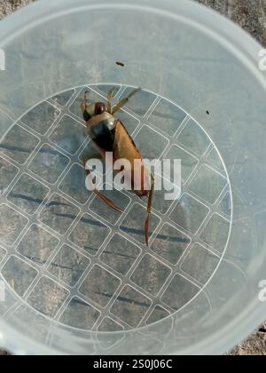 Eurasian Greater Water Boatman (Notonecta glauca Stock Photo - Alamy