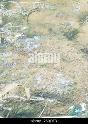 Typical Killifishes (Fundulus Stock Photo - Alamy