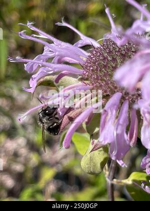 Orange-tipped Wood-digger (Anthophora terminalis Stock Photo - Alamy