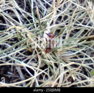 European Amazon Ant (Polyergus rufescens Stock Photo - Alamy