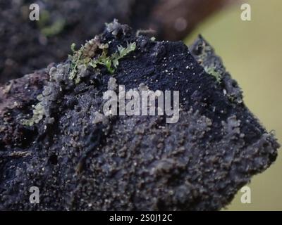 black-bordered shingle lichen (Parmeliella thriptophylla Stock Photo ...