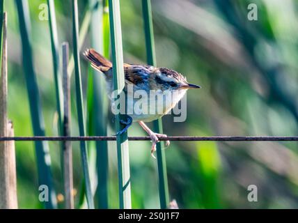 Wren-like Rushbird (Phleocryptes melanops Stock Photo - Alamy