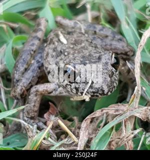 Bumpy Rocket Frog (Litoria inermis Stock Photo - Alamy