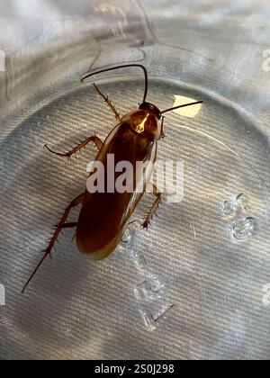 Turkestan Cockroach (Periplaneta lateralis Stock Photo - Alamy