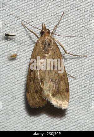 Garden Webworm Moth (Achyra rantalis Stock Photo - Alamy