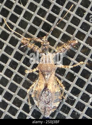 Spiny Assassin Bug (Sinea spinipes Stock Photo - Alamy
