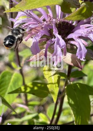 Orange-tipped Wood-digger (Anthophora terminalis Stock Photo - Alamy