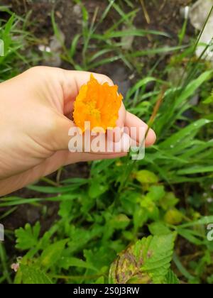 Ice Poppy (Oreomecon crocea Stock Photo - Alamy