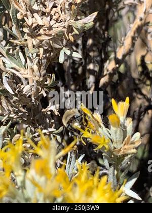 Urbane Digger Bee (Anthophora urbana) Insecta Stock Photo - Alamy