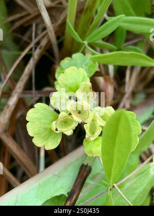 northern golden-saxifrage (Chrysosplenium tetrandrum Stock Photo - Alamy