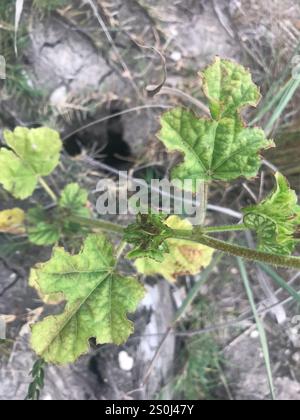 Malva de Caballo (Malachra capitata) Plantae Stock Photo - Alamy